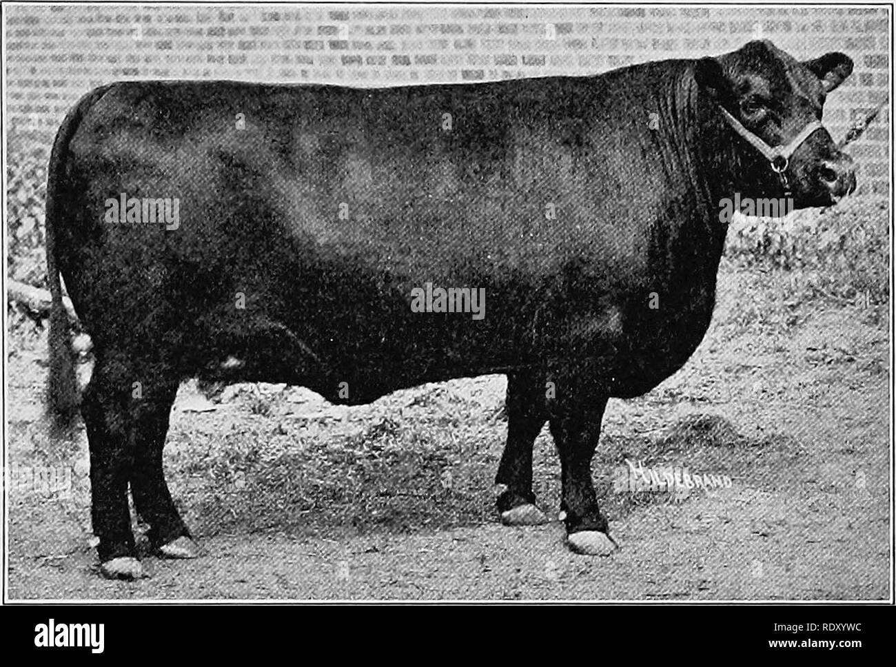 Pure bred breeding Black and White Stock Photos & Images - Alamy