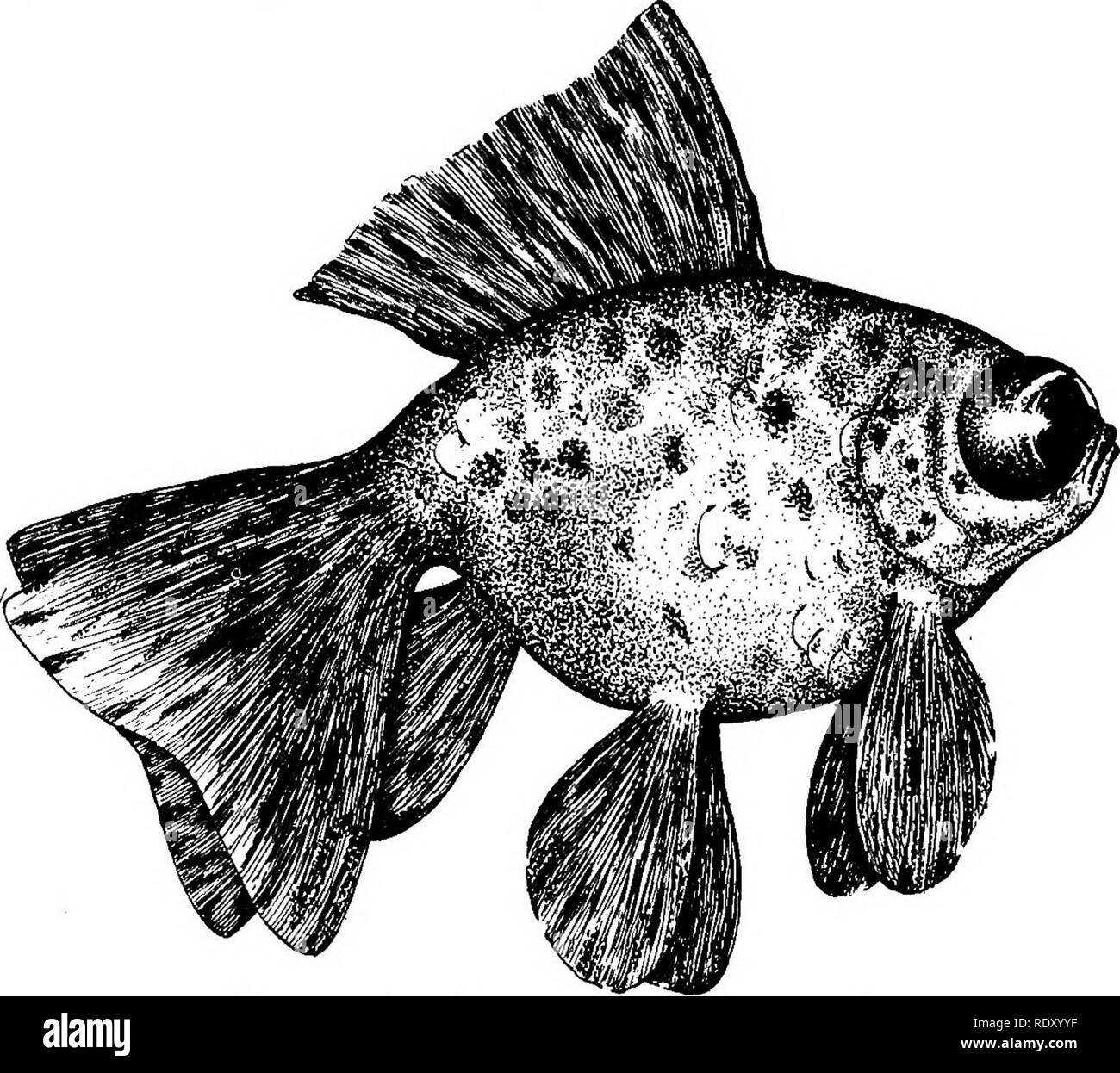 . Goldfish breeds and other aquarium fishes, their care and propagation ...