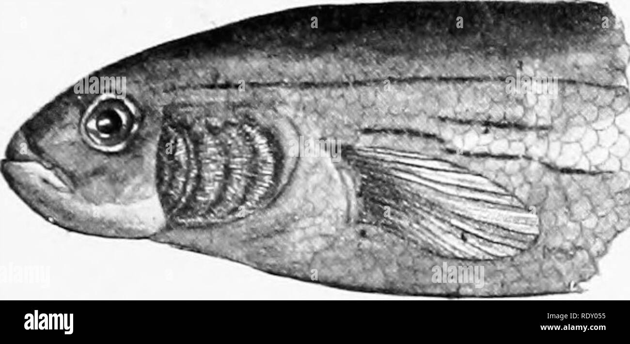Operculum fish Black and White Stock Photos & Images - Alamy