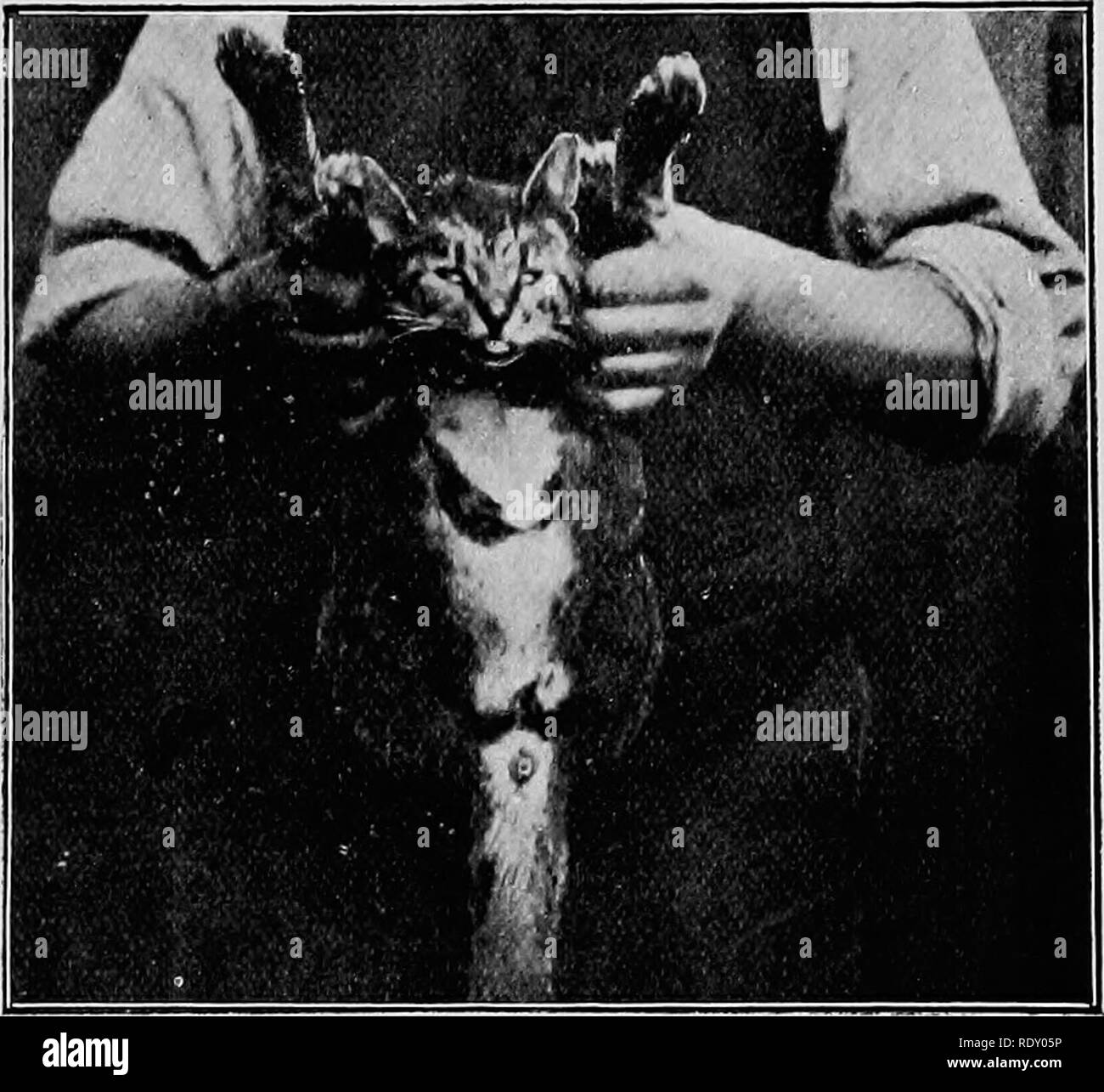 Dog being operated on hi-res stock photography and images - Alamy