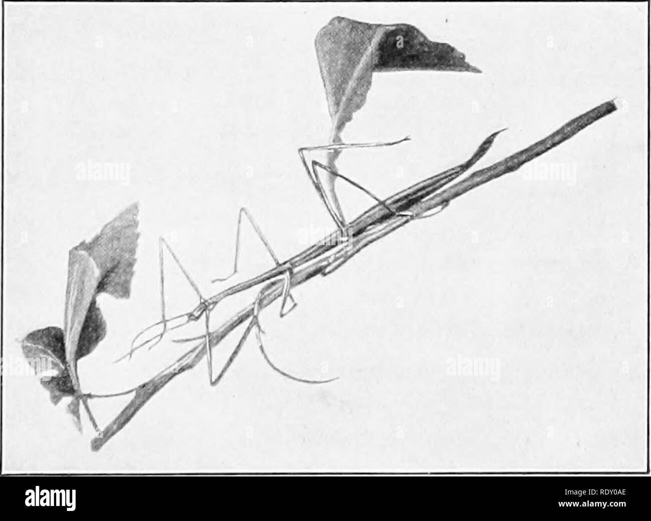 Mimicry in animals Black and White Stock Photos & Images - Alamy