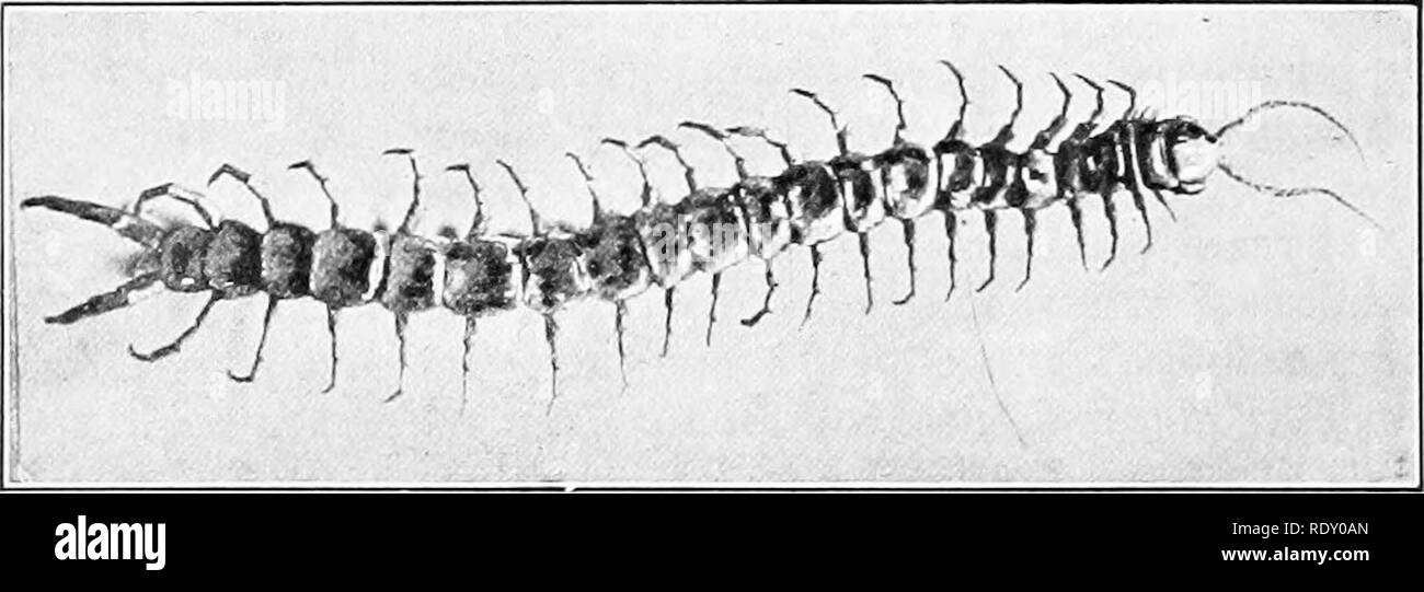 Spinneret glands Black and White Stock Photos & Images - Alamy