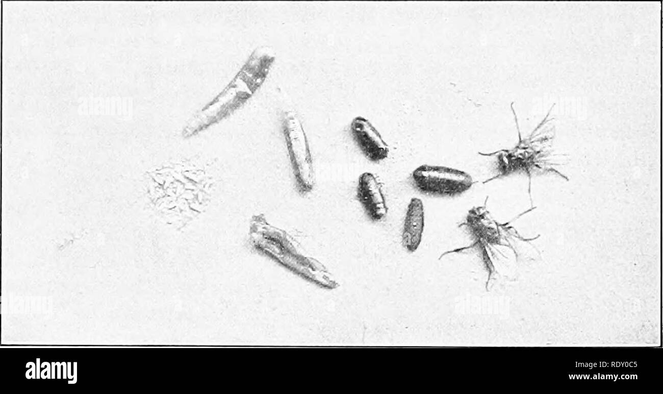 Butterflies of southern italy hi-res stock photography and images - Alamy