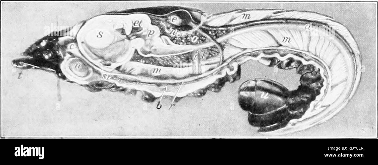 . Essentials of biology presented in problems. Biology. THE CRAYFISH ...