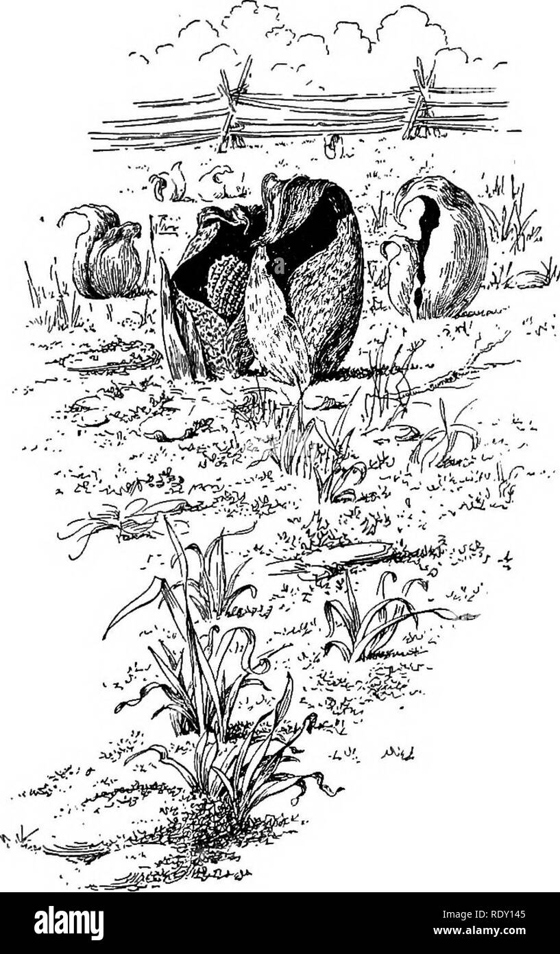 Load muck Black and White Stock Photos & Images - Alamy