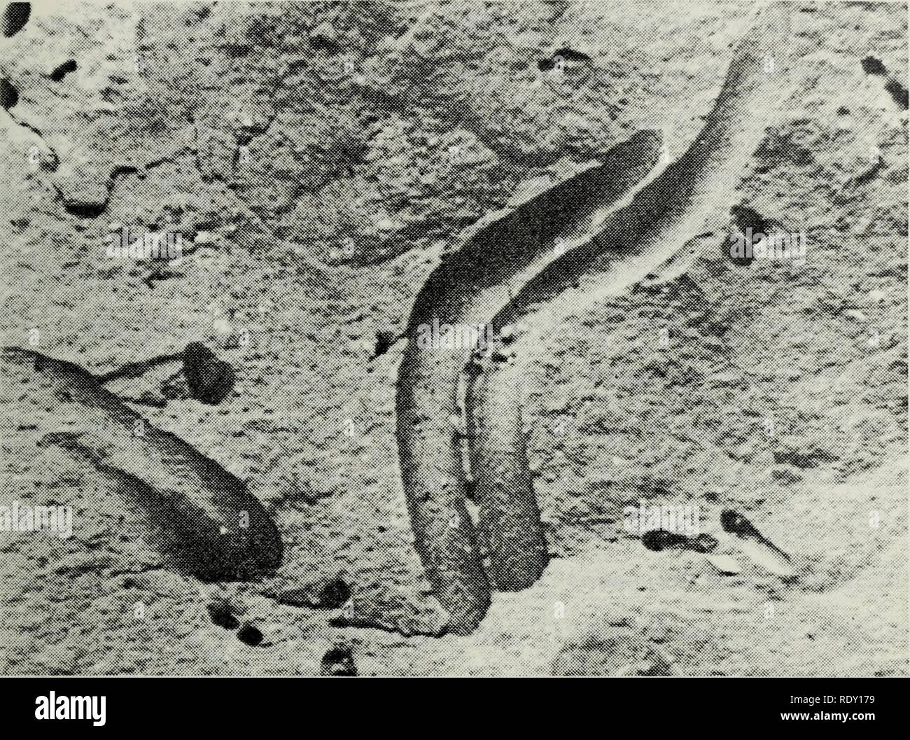 . The ecology of the benthic and endolithic communities of a rocky reef ...