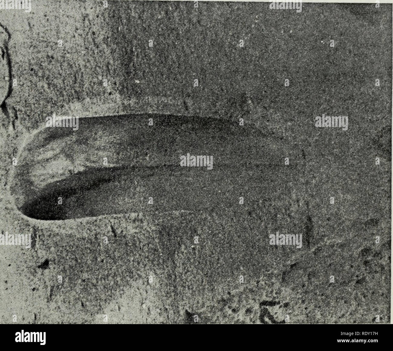 Burrow cross section hi-res stock photography and images - Alamy