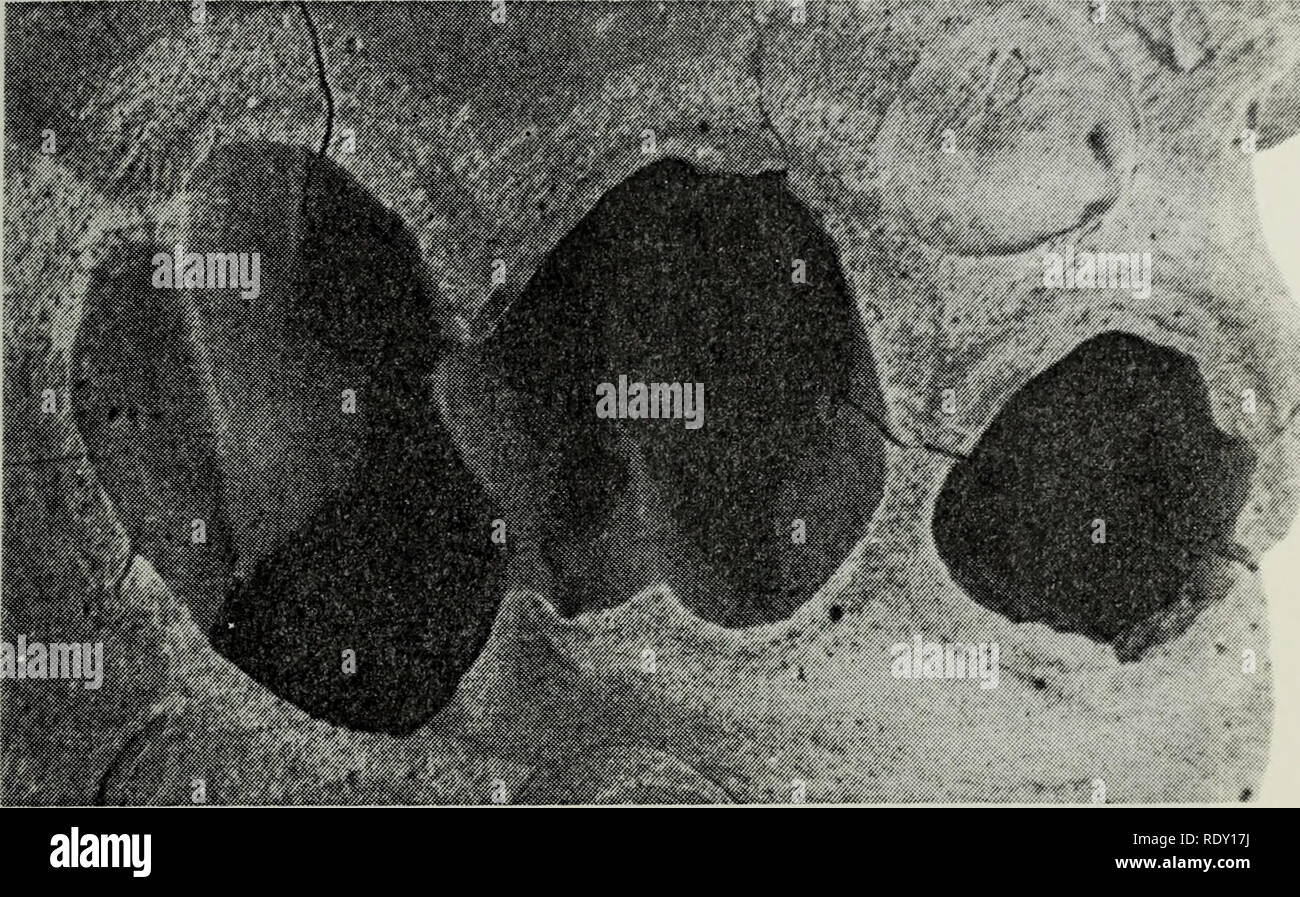. The ecology of the benthic and endolithic communities of a rocky reef ...