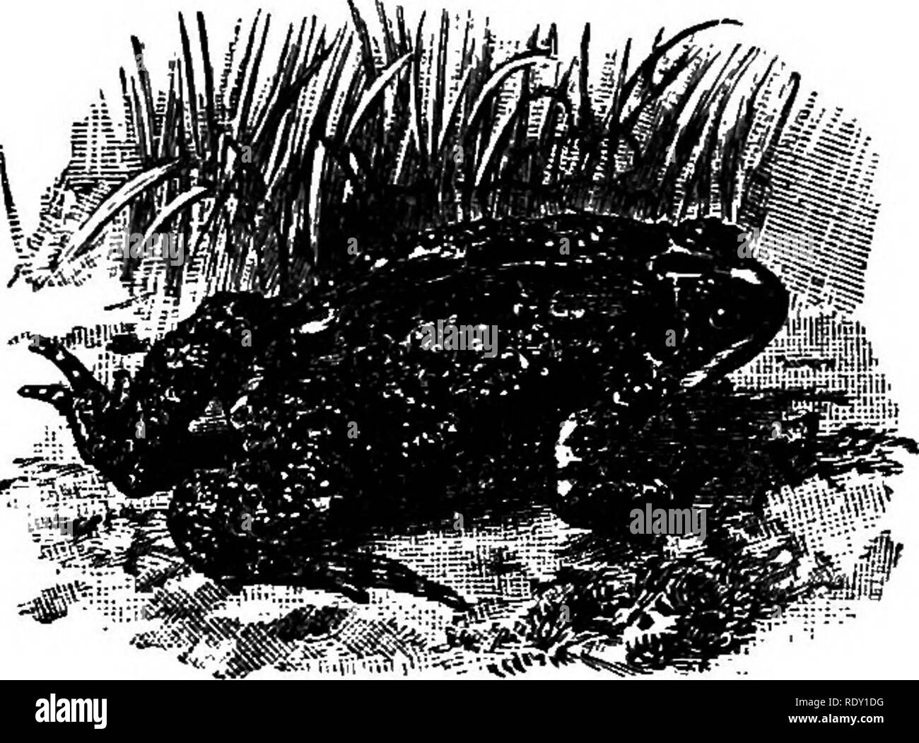 Toad laying eggs hi-res stock photography and images - Alamy