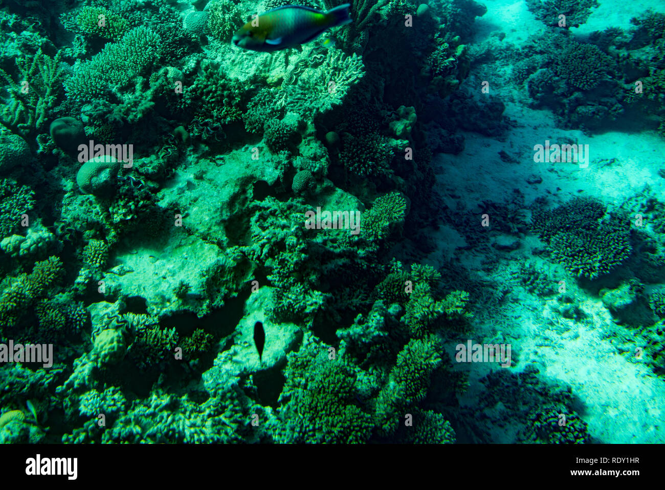 Marine Life in the Red Sea. red sea coral reef with hard corals, fishes ...
