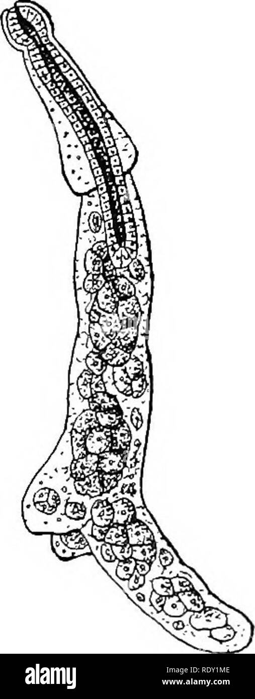 Miracidium hi-res stock photography and images - Alamy