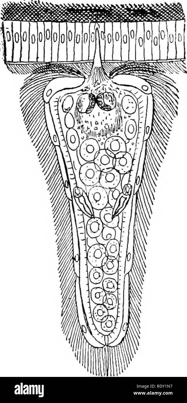 Miracidium hi-res stock photography and images - Alamy