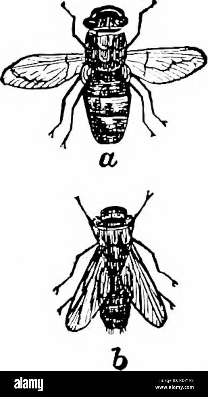 Oestrus Ovis