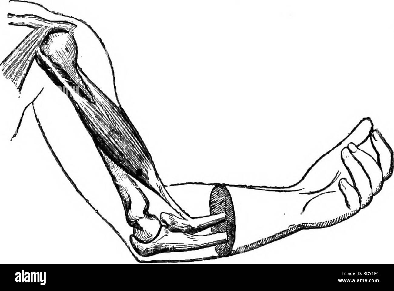 . The physiology of the domestic animals; a text-book for veterinary ...