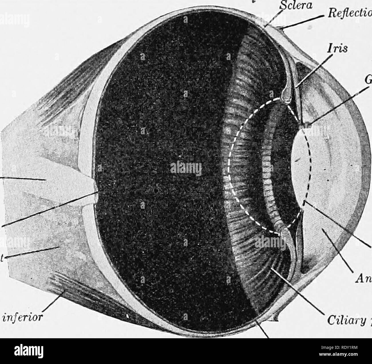 Lacrimal papilla Black and White Stock Photos & Images - Alamy