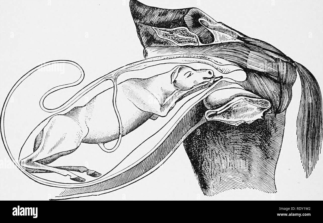 Pig fetus hi-res stock photography and images - Alamy