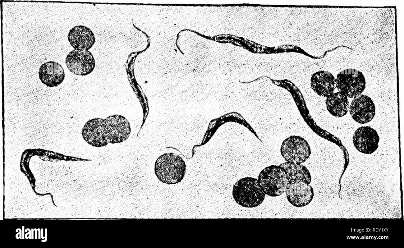 . A text book of veterinary pathology, for students and practitioners ...