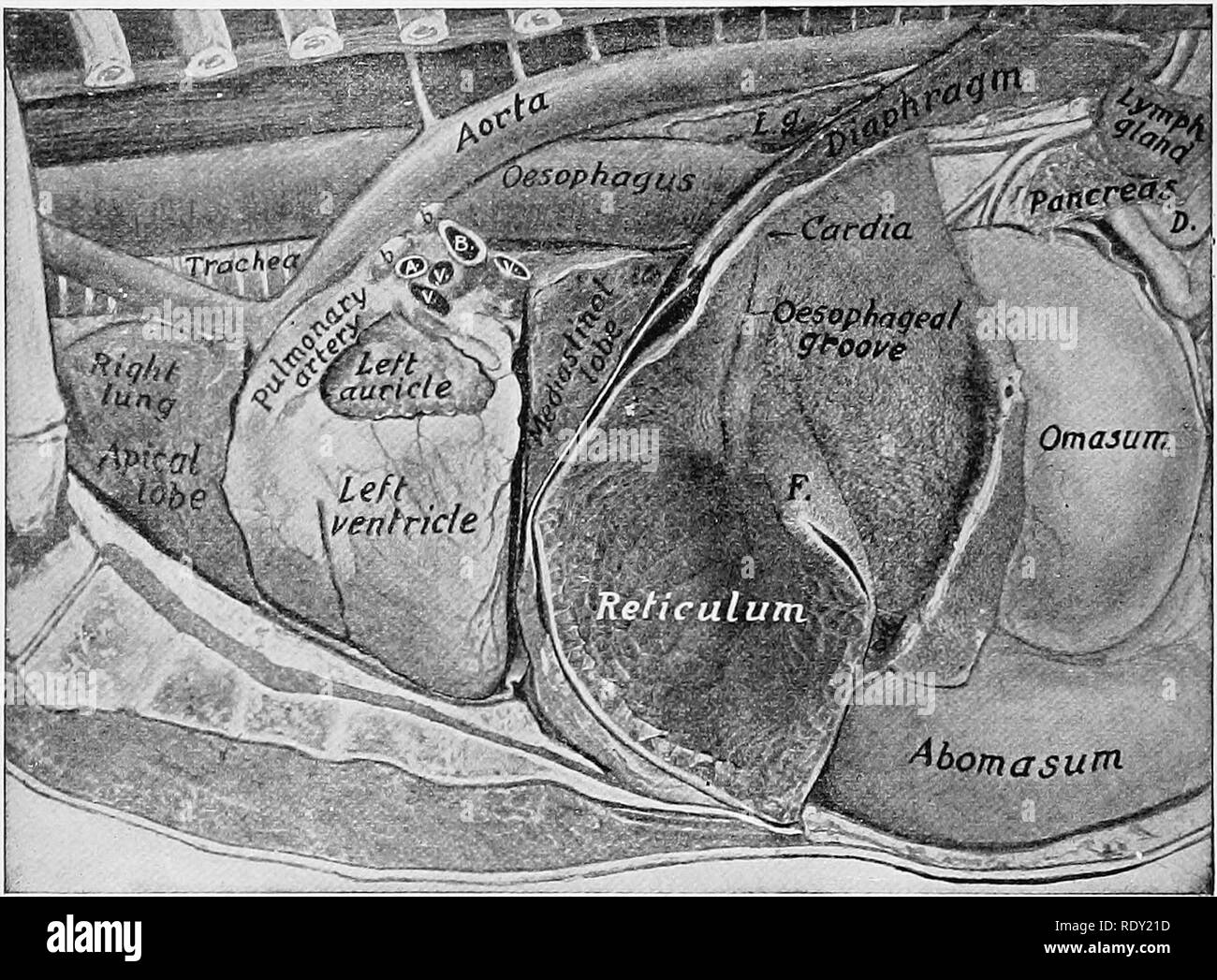 Ox stomach Black and White Stock Photos & Images - Alamy