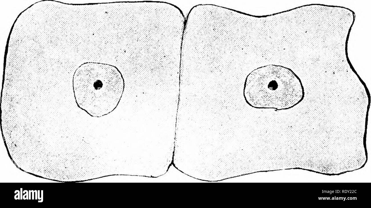 Different Animal Pathology