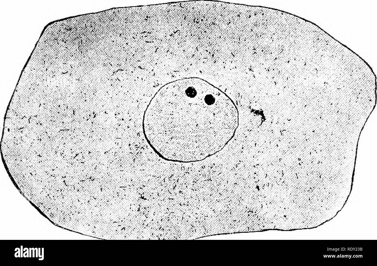 Animal Cell Black And White No Labels