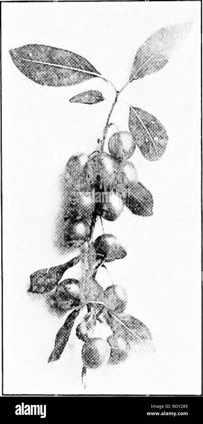 Cold plum blossom Black and White Stock Photos & Images - Alamy