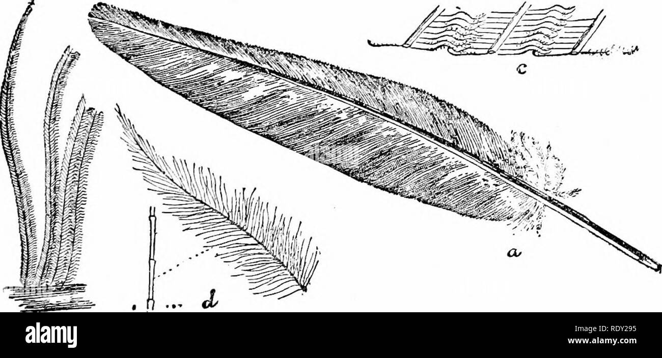 Thick bony scales Black and White Stock Photos & Images - Alamy