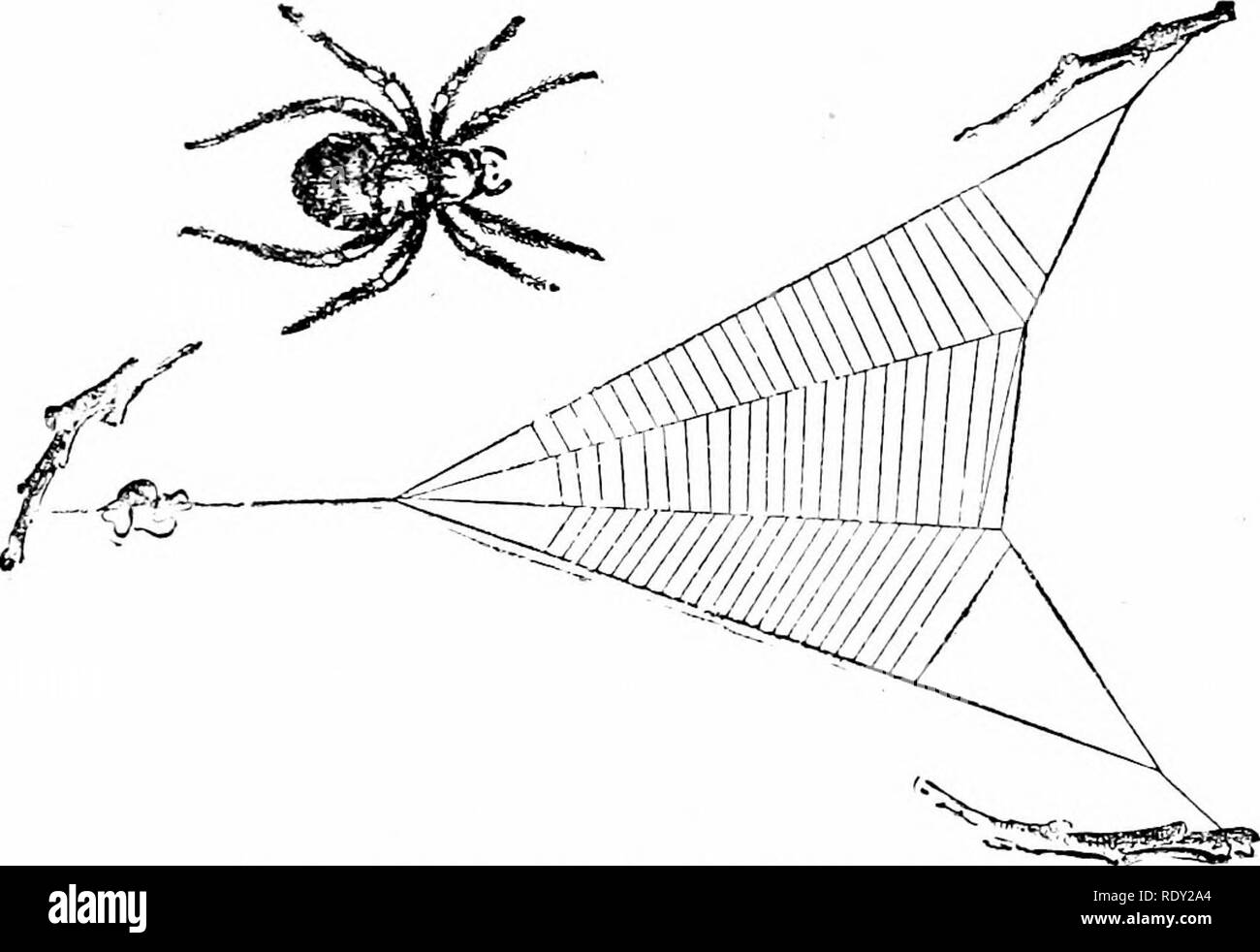 . Lessons in nature study. Nature study. SPIDERS. 117 There are other ...
