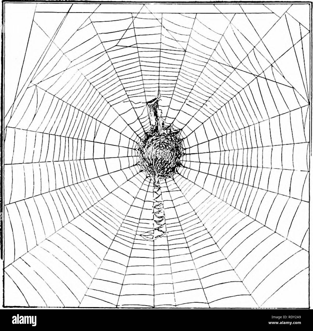 Spider runs on web Black and White Stock Photos & Images - Alamy