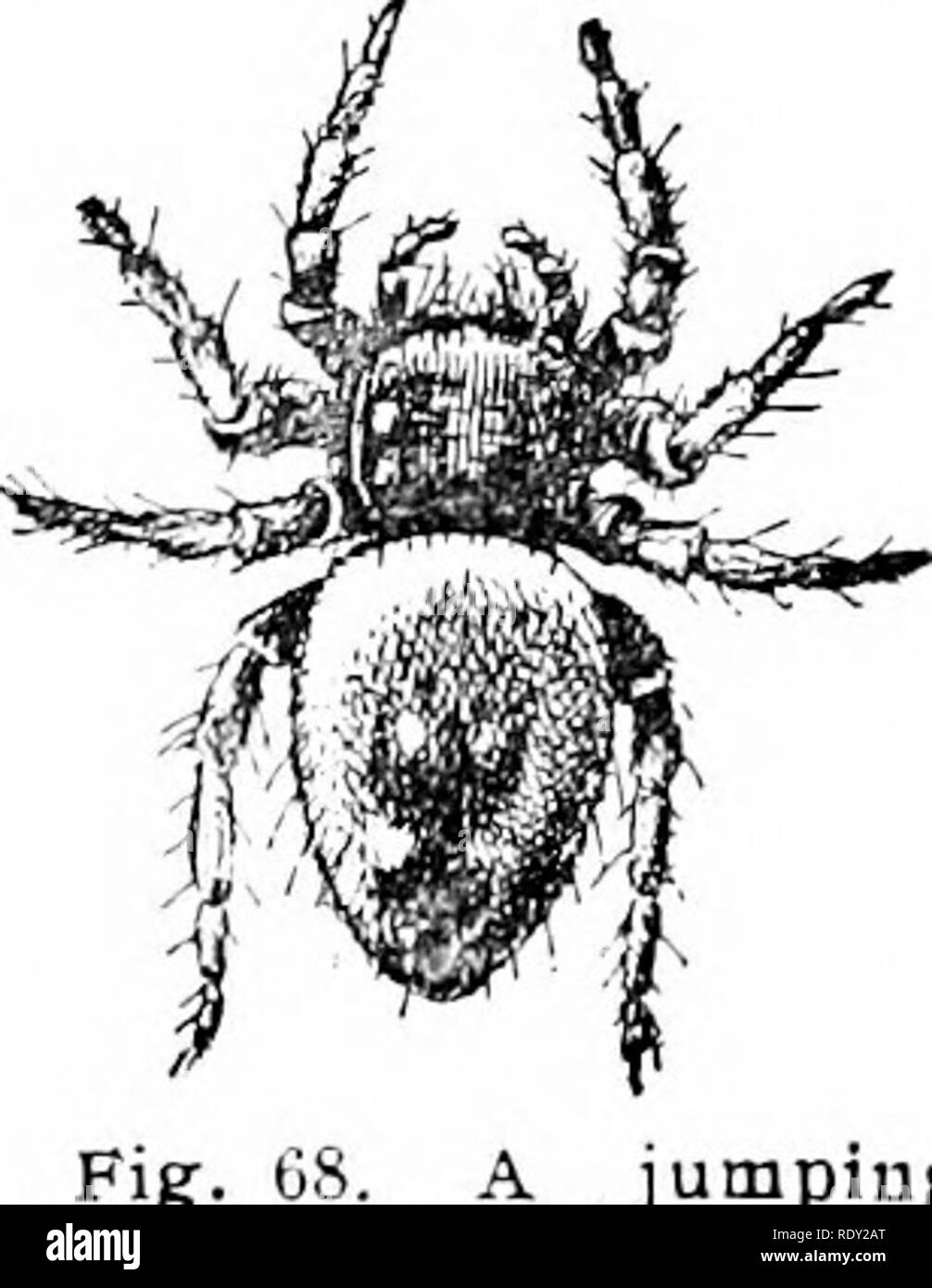 Swift Spider High Resolution Stock Photography and Images - Alamy