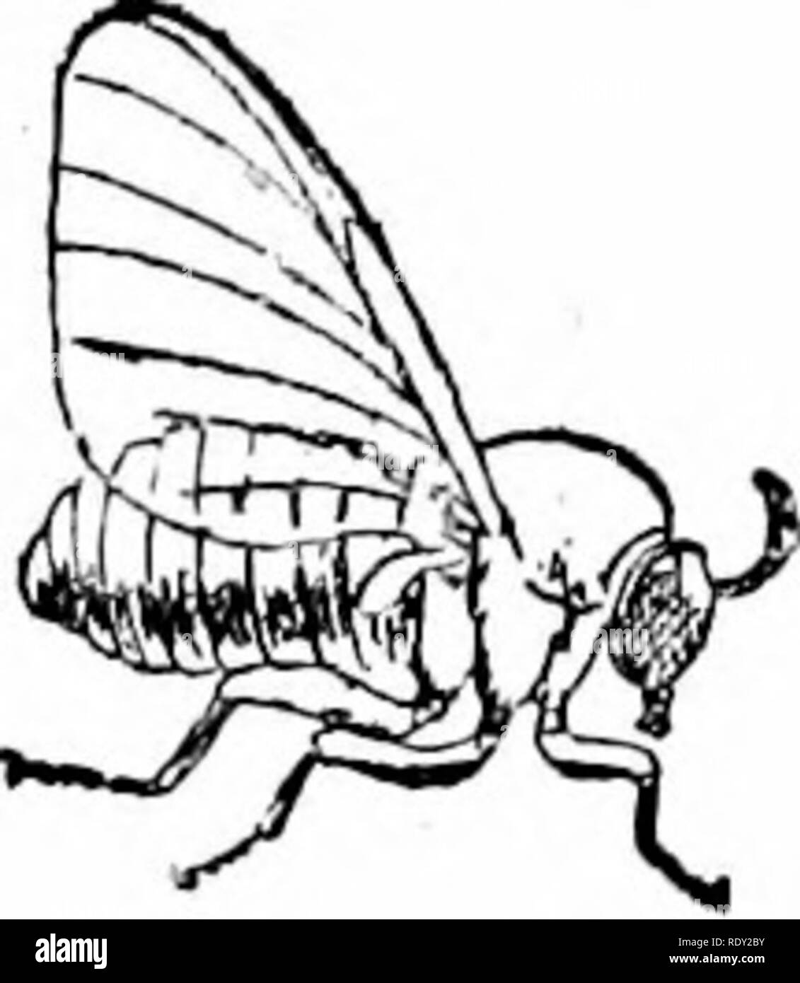 blackfly larvae drawing