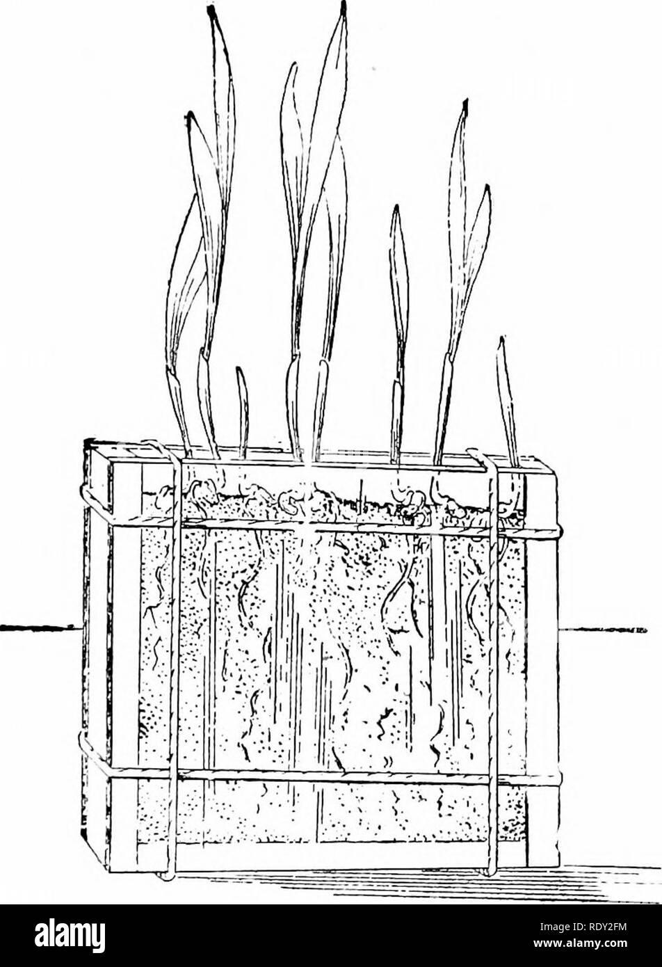 Root hairs of radish hi-res stock photography and images - Alamy