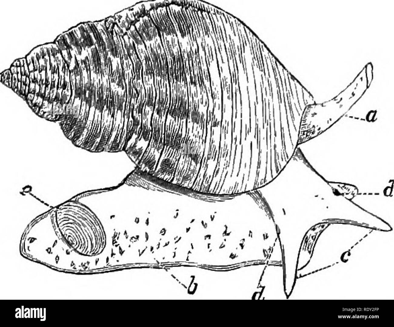 Whelk in shell Black and White Stock Photos & Images - Alamy