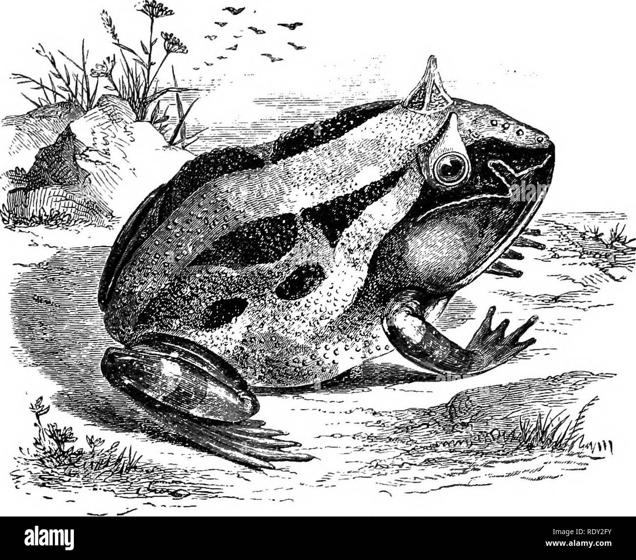 . A general guide to the British Museum (Natural History) ... With ...