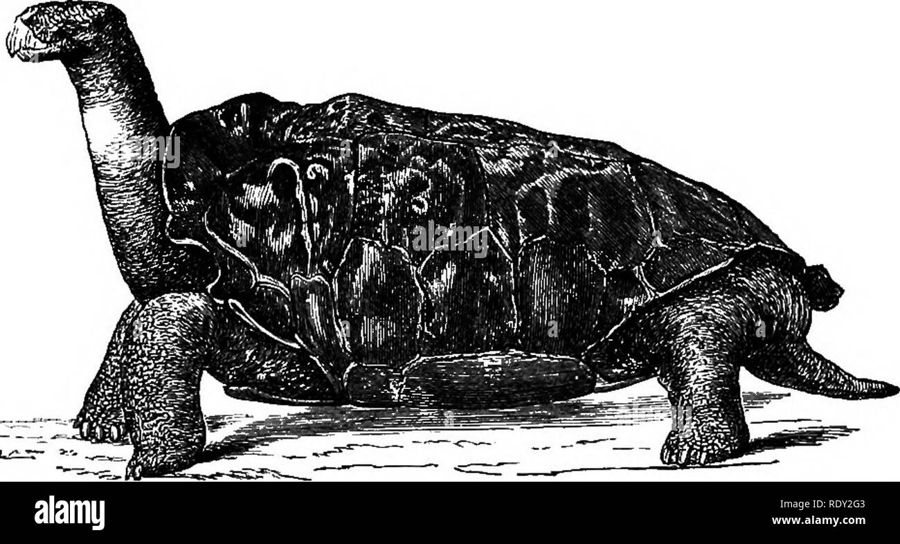 Carnegie museum of natural history Black and White Stock Photos ...