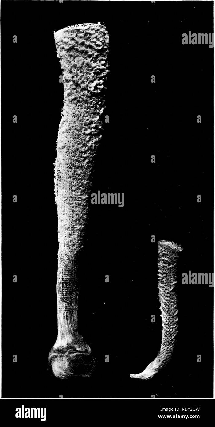Euplectella hi-res stock photography and images - Alamy