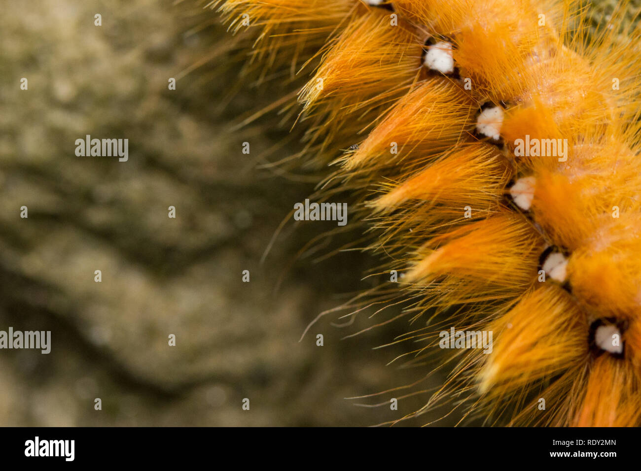 Sycamore moth caterpillar hi-res stock photography and images - Alamy