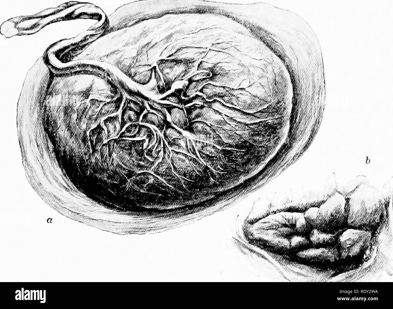. A laboratory manual and text-book of embryology. Embryology. THE ...