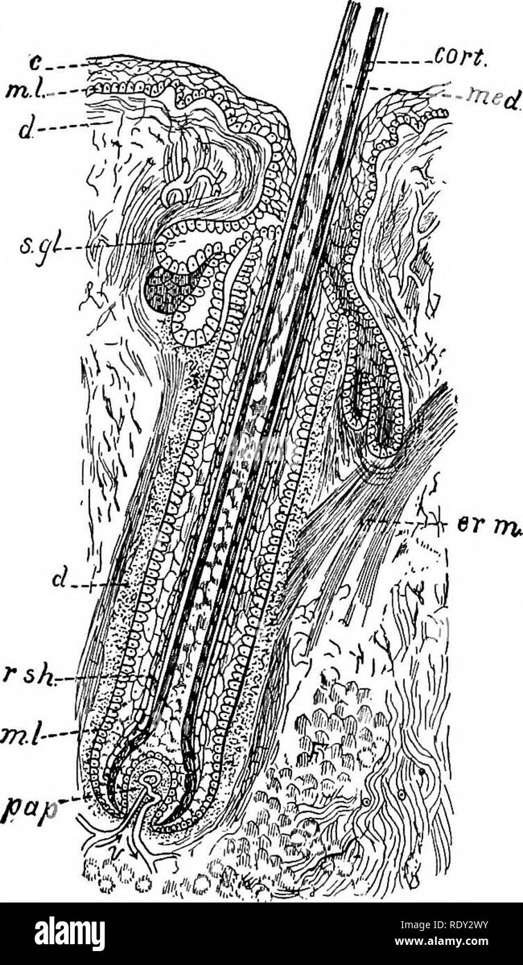 . Outlines of the comparative physiology and morphology of animals ...