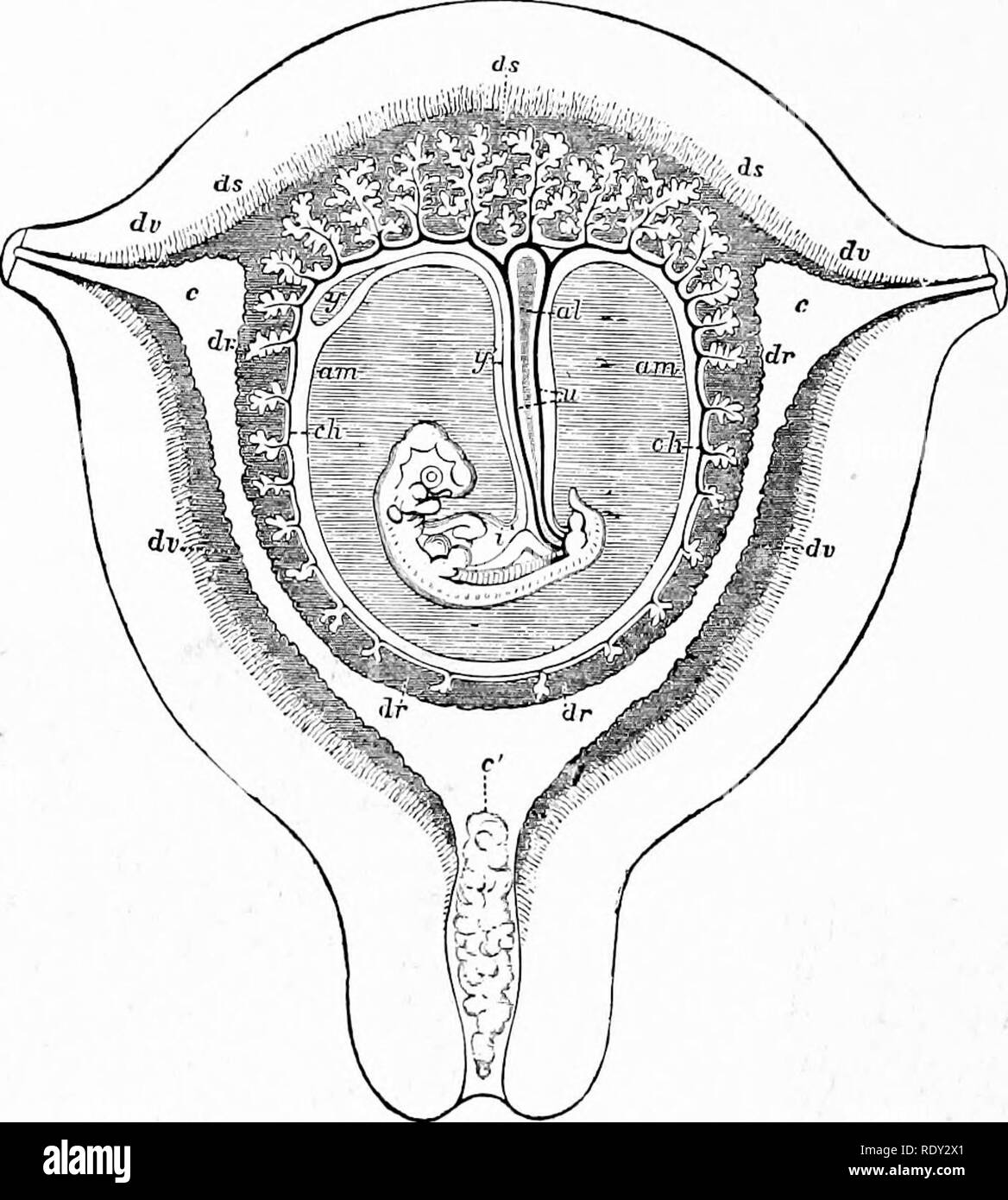Decidua Vera Stock Photos & Decidua Vera Stock Images - Alamy