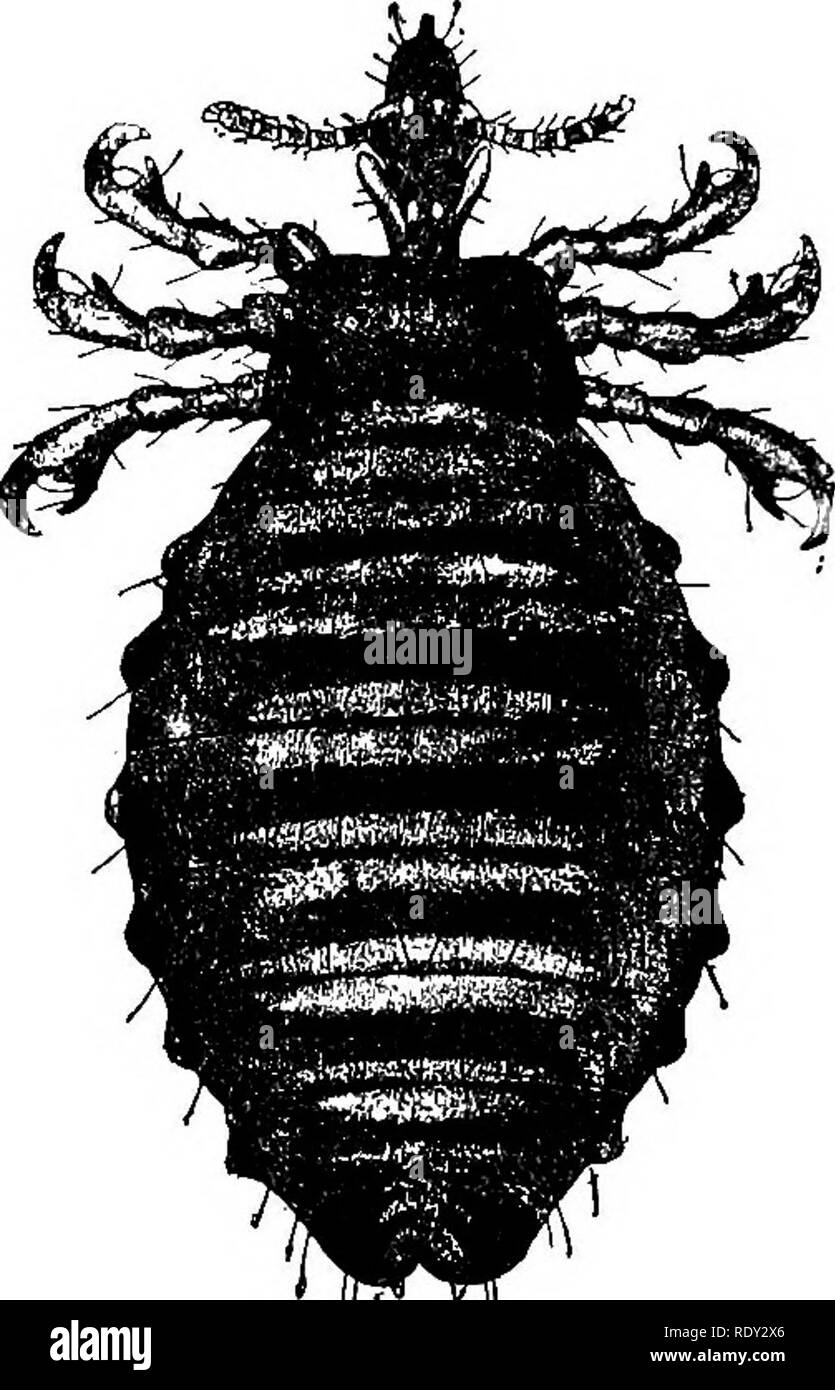 . A text-book of agricultural zoology. Zoology, Agricultural; Zoology ...