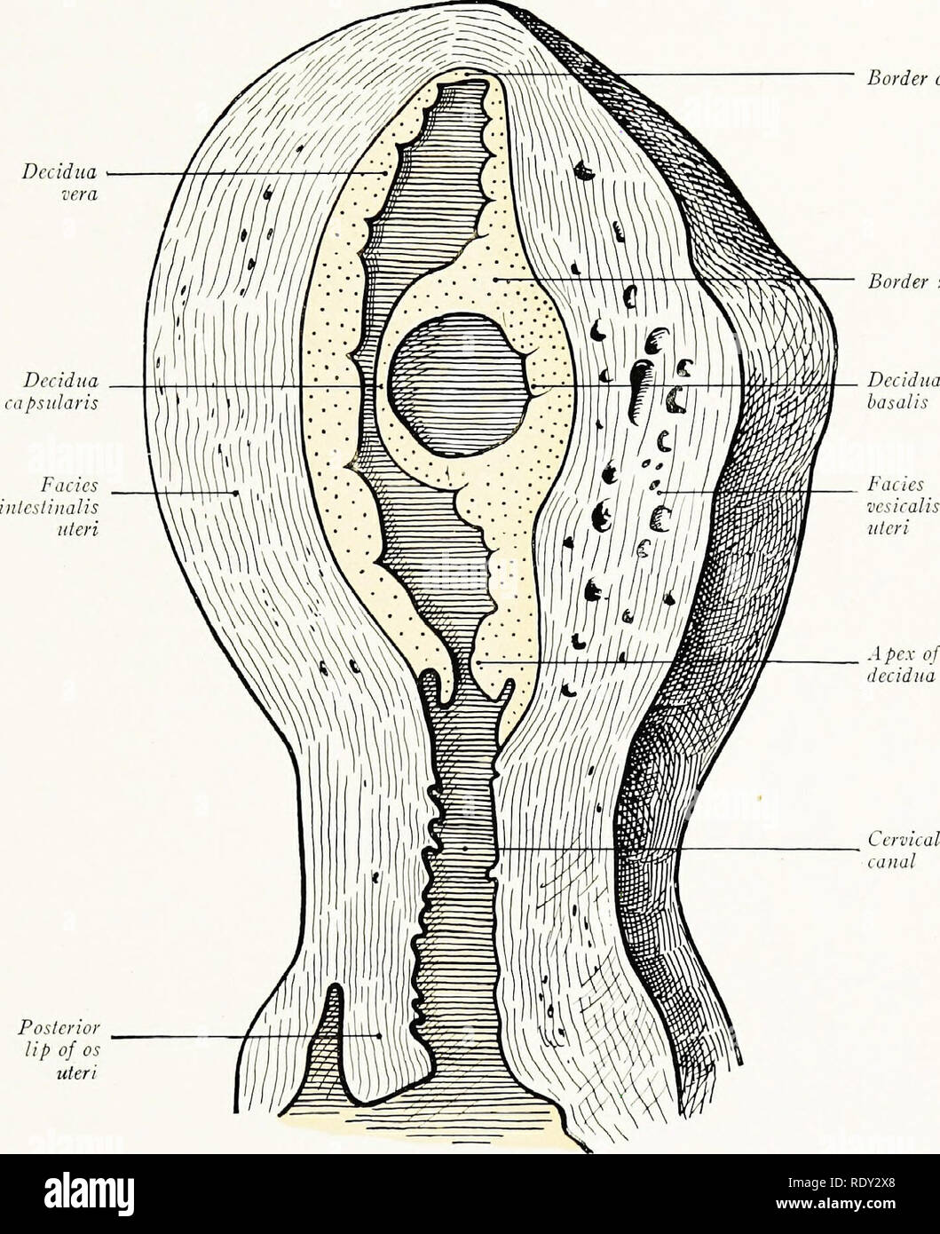 Free border of lip hi-res stock photography and images - Alamy