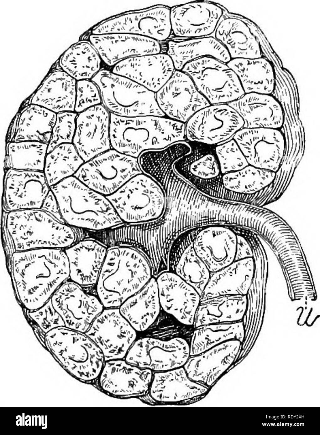 Ox kidney hi-res stock photography and images - Alamy