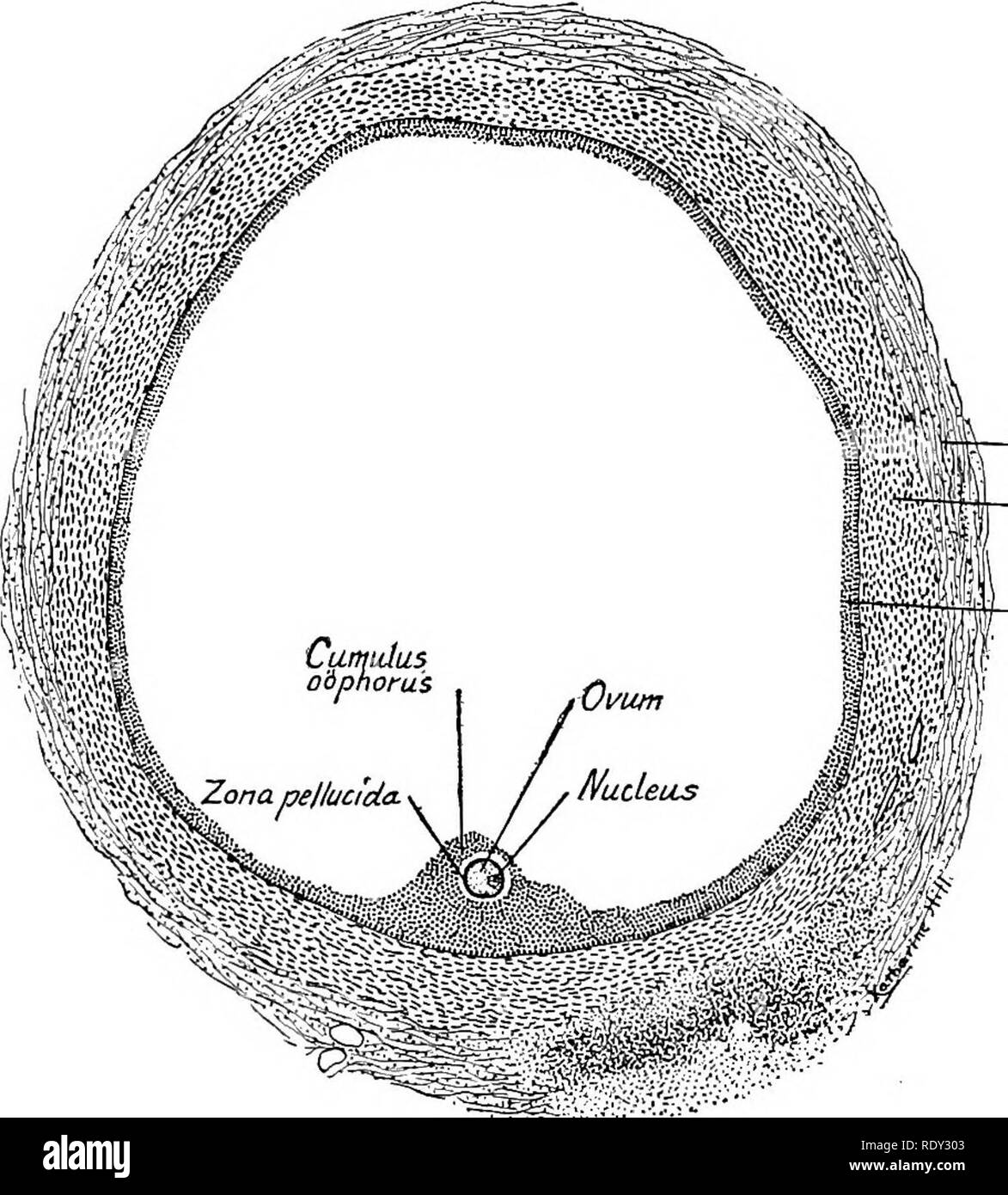 Cumulus oophorus Black and White Stock Photos & Images - Alamy