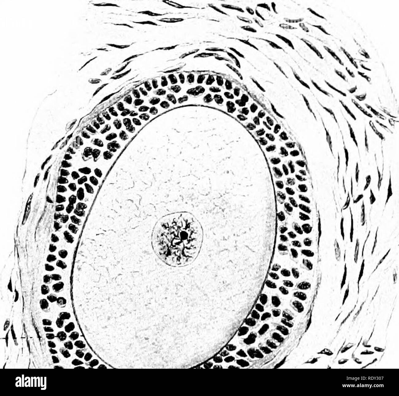 . A laboratory manual and text-book of embryology. Embryology. THE ...