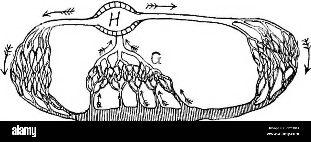 . Outlines of the comparative physiology and morphology of animals ...