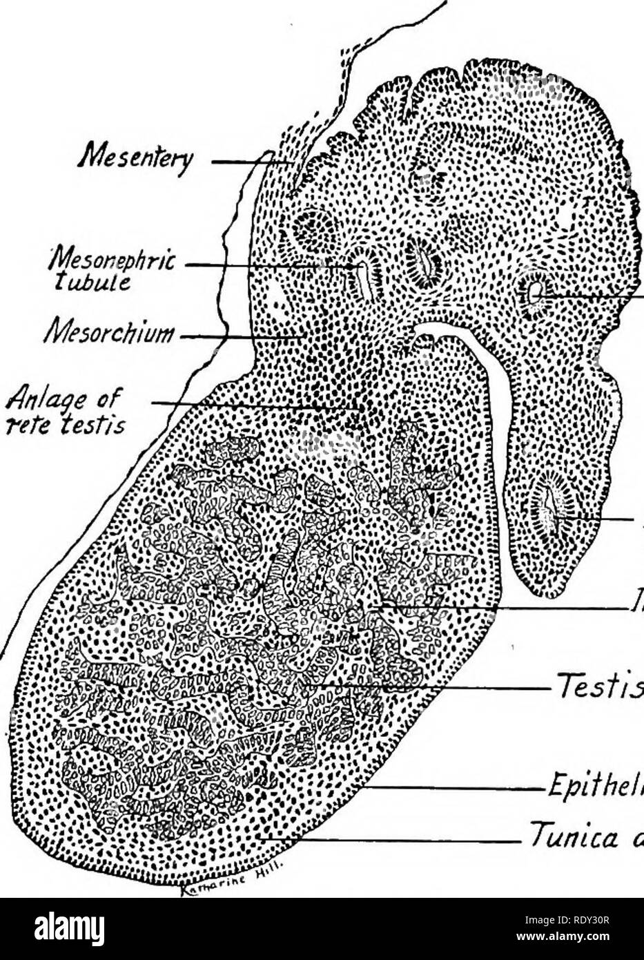 Testis tissue Cut Out Stock Images & Pictures - Alamy