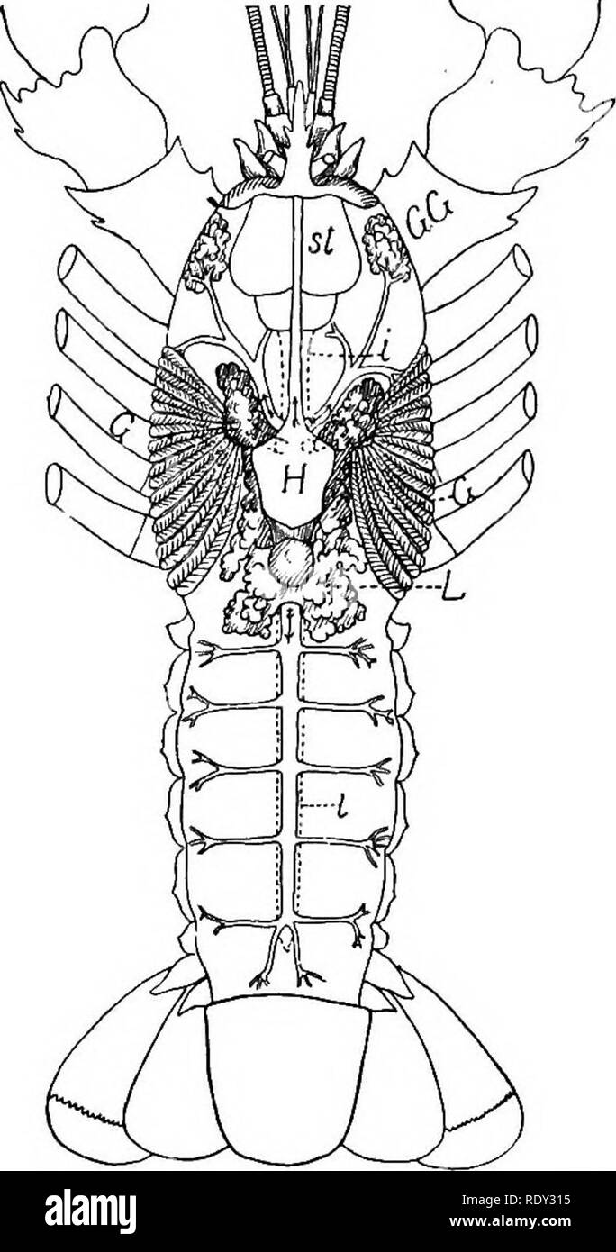 . Outlines of the comparative physiology and morphology of animals ...