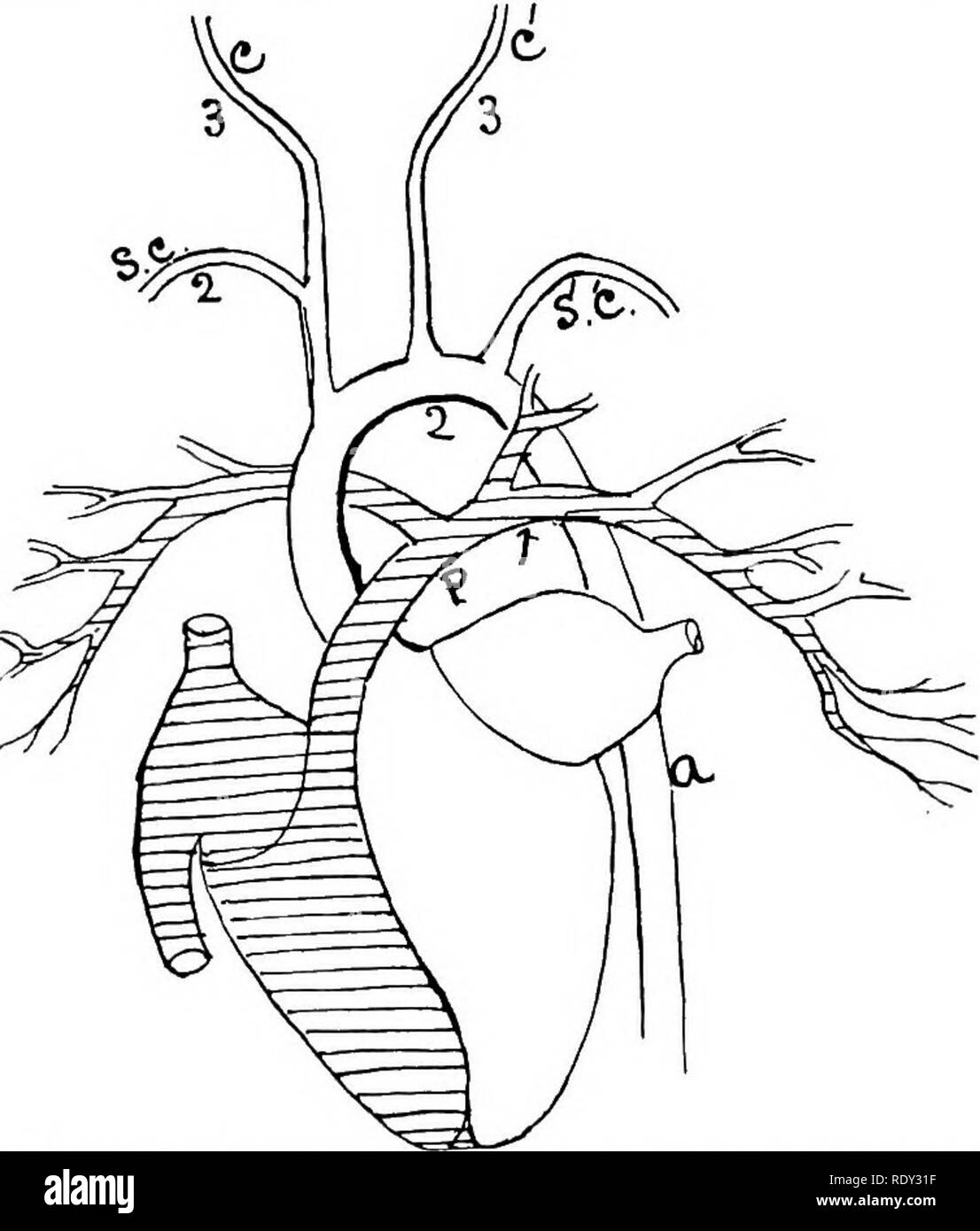 . Outlines of the comparative physiology and morphology of animals ...