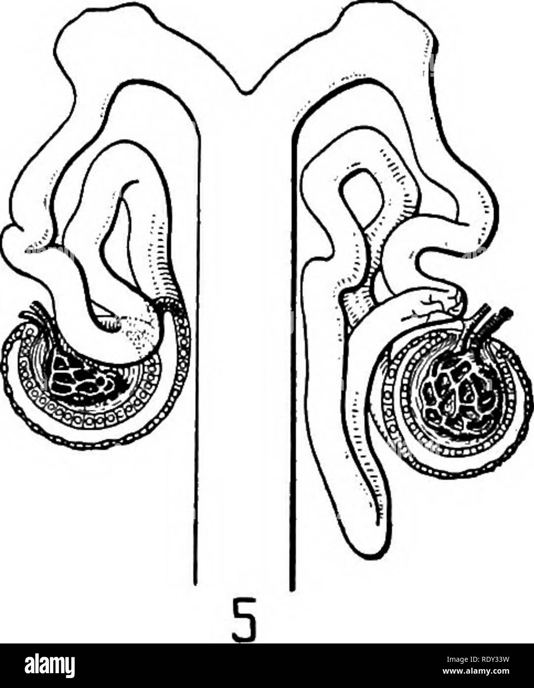 Anat2511 Urinary System Embryology