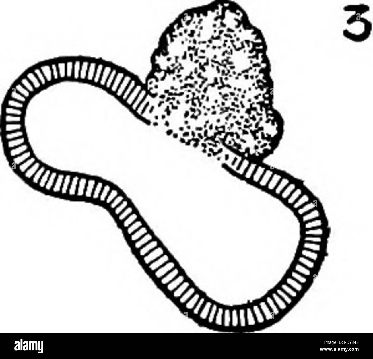 Geotropism High Resolution Stock Photography and Images - Alamy